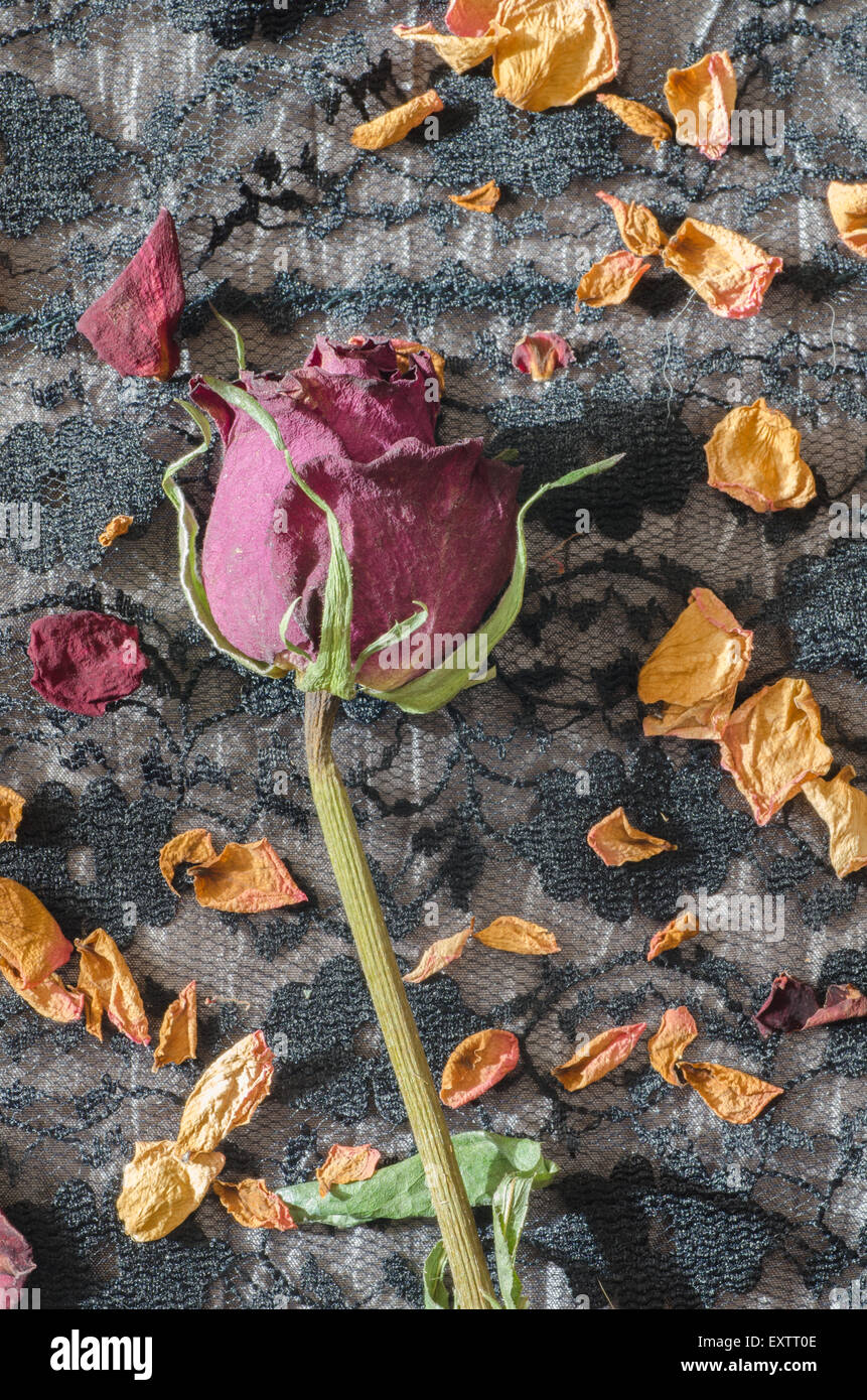 dried rose on textile background Stock Photo - Alamy
