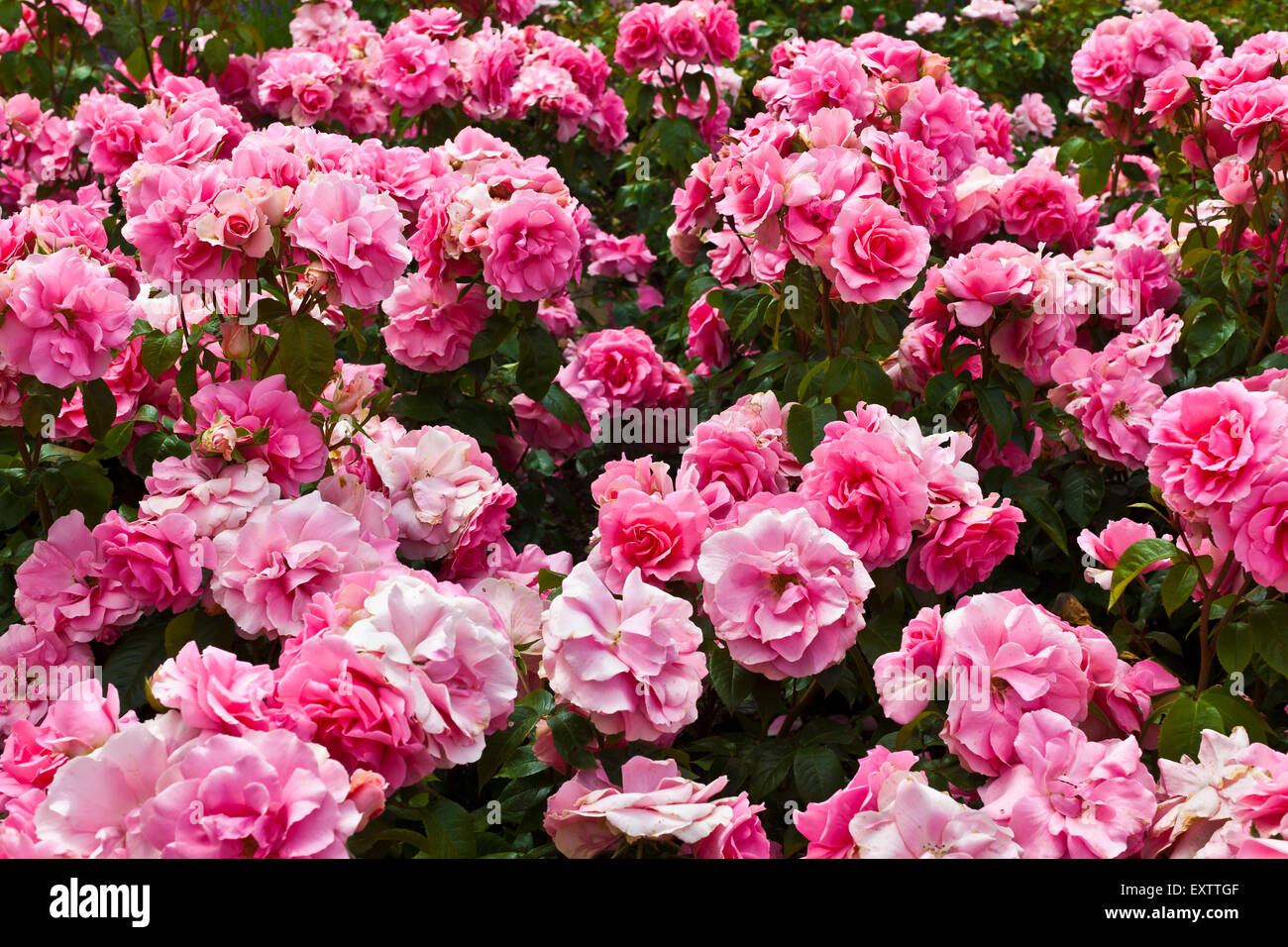 Floribunda roses hi-res stock photography and images - Alamy