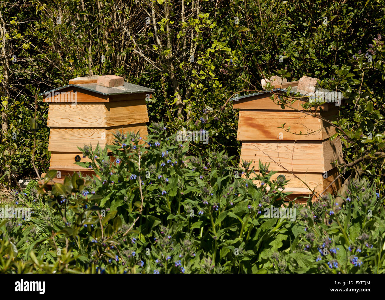 Bee hives traditional hi-res stock photography and images - Alamy