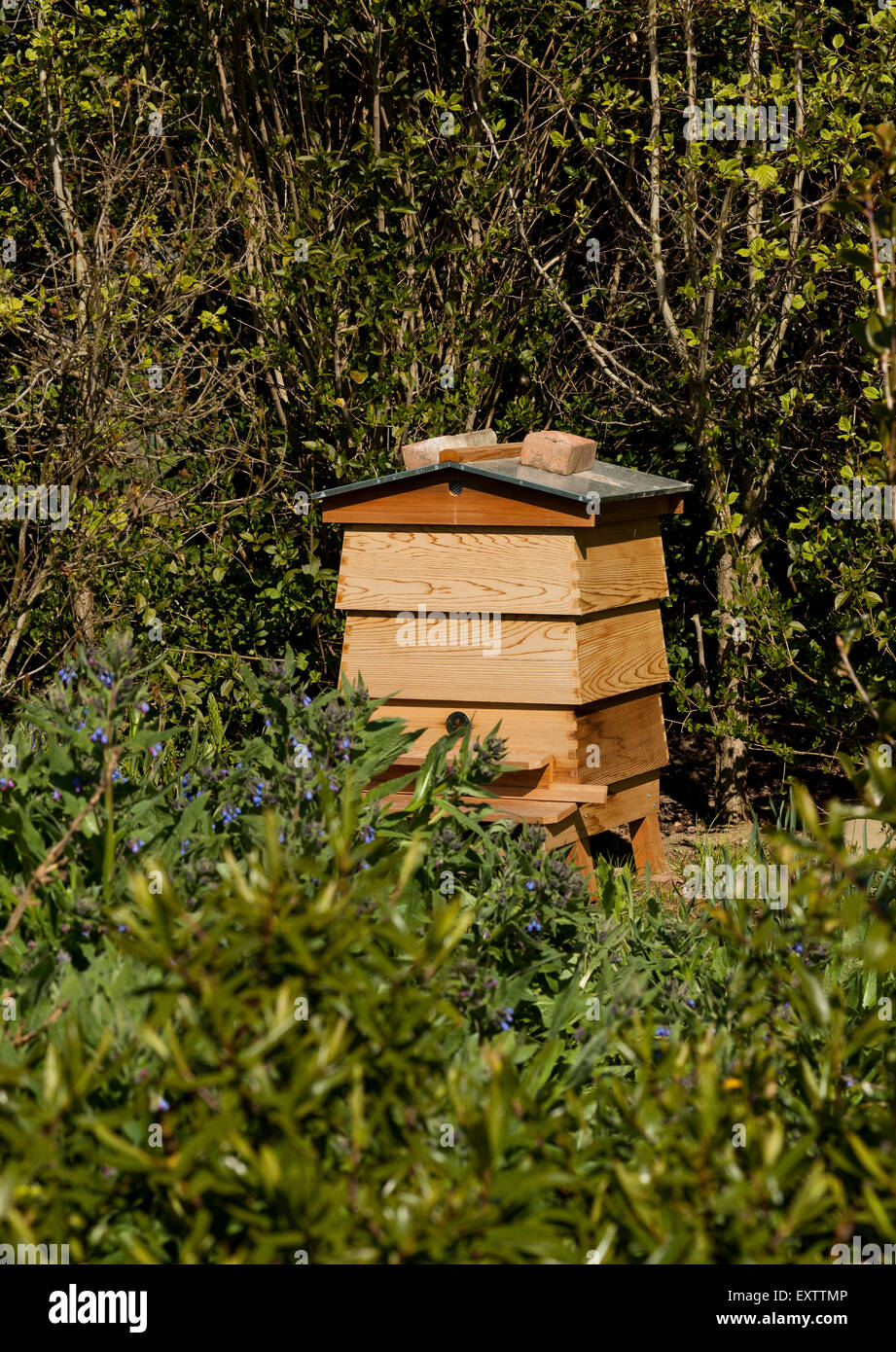 A single Bee hive set in a garden with Borage plants Stock Photo - Alamy