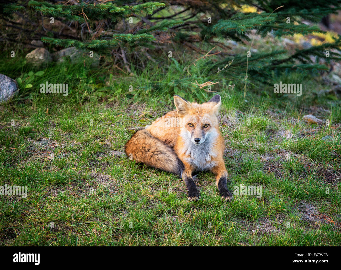 Wild Red Fox acclimated to people visiting a suburban backyard in ...