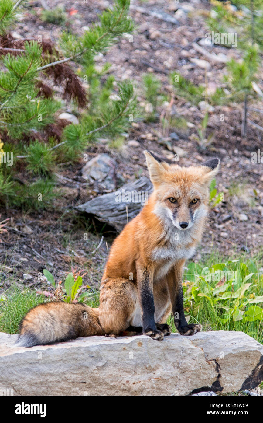 Suburban Red Fox High Resolution Stock Photography and Images - Alamy