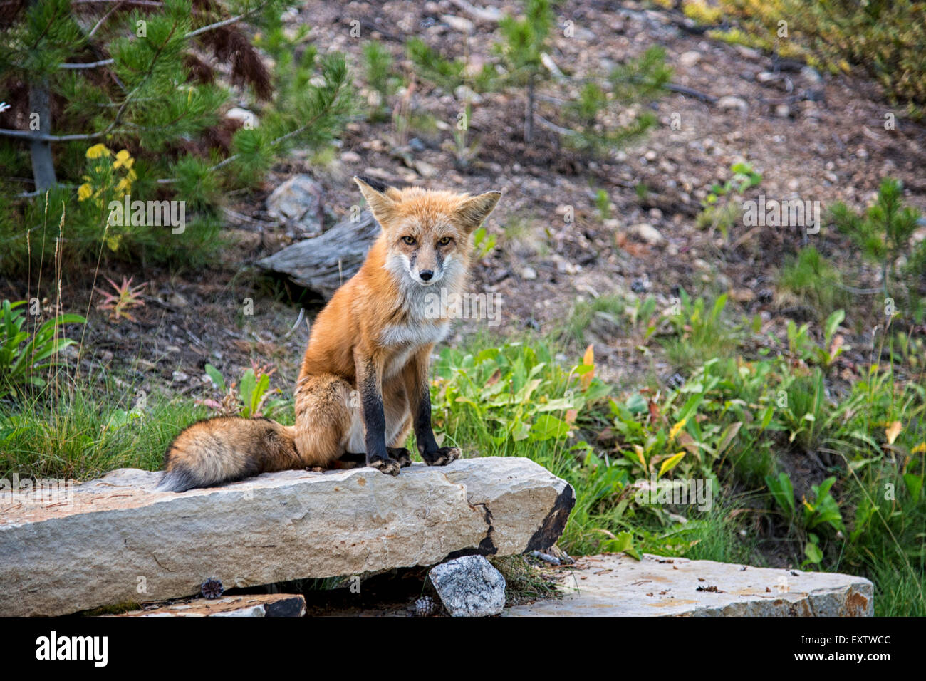 Wild Red Fox acclimated to people visiting a suburban backyard in ...