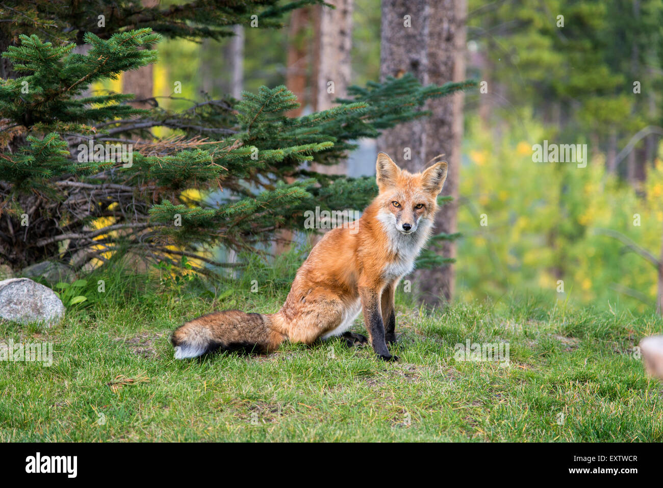 Wild Red Fox acclimated to people visiting a suburban backyard in ...