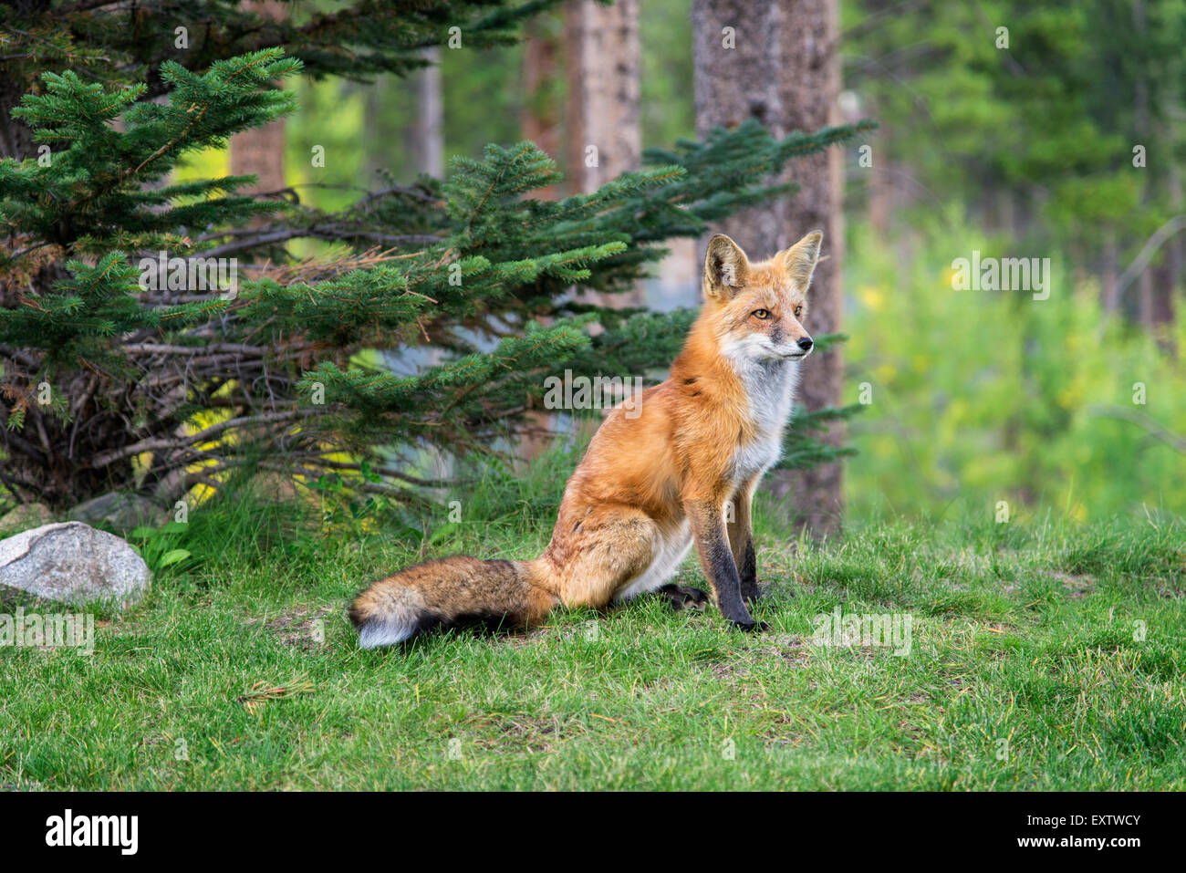 Suburban Red Fox High Resolution Stock Photography and Images - Alamy
