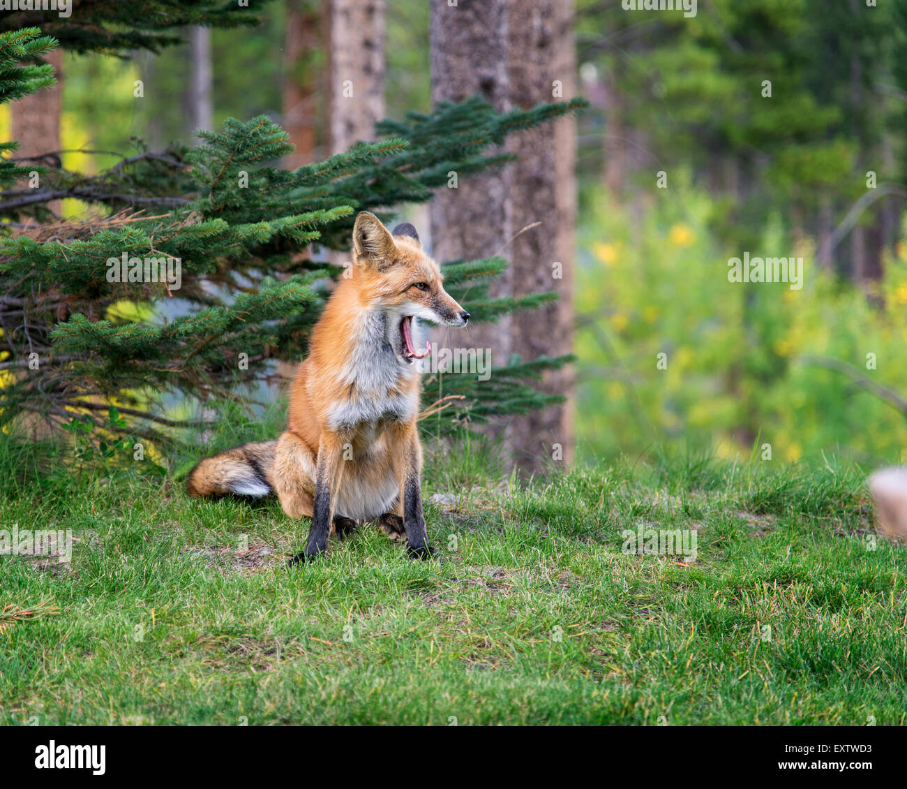 Suburban Red Fox High Resolution Stock Photography and Images - Alamy