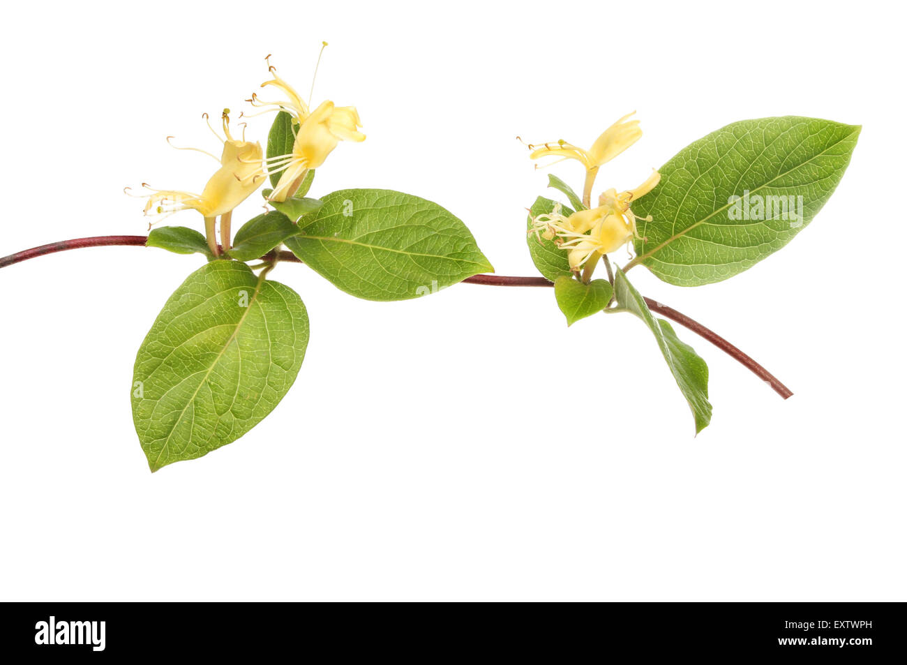 Cream Honeysuckle, Lonicera, flowers and foliage isolated against white ...