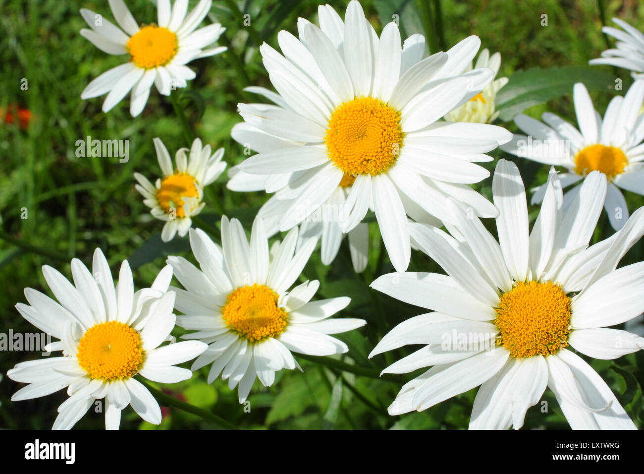 Marguerite flowers in the sunshine, close up photograph, Leucanthemum ...