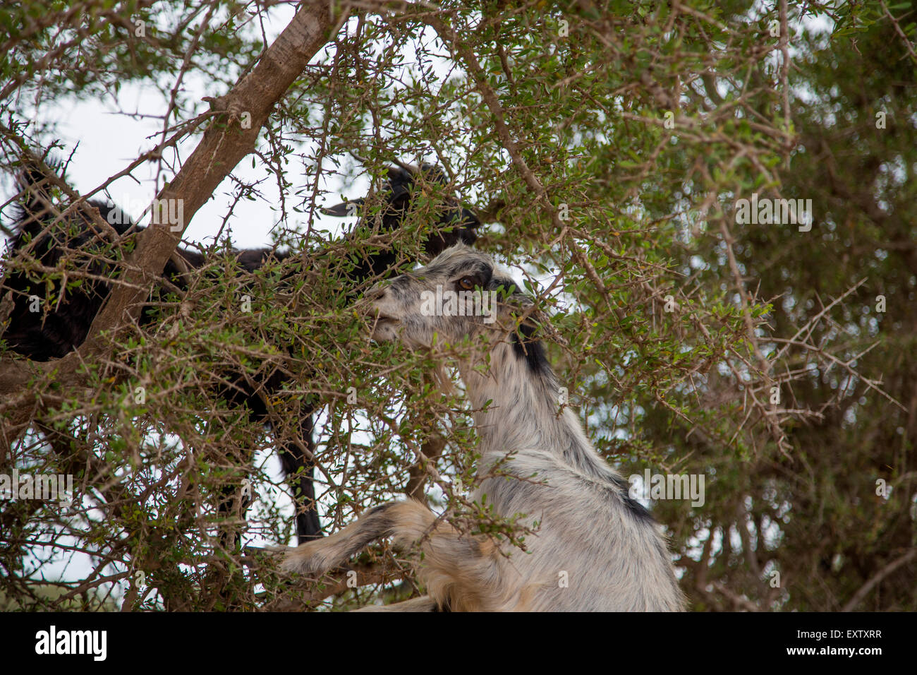 Goats near Agadir in Morocco Stock Photo - Alamy
