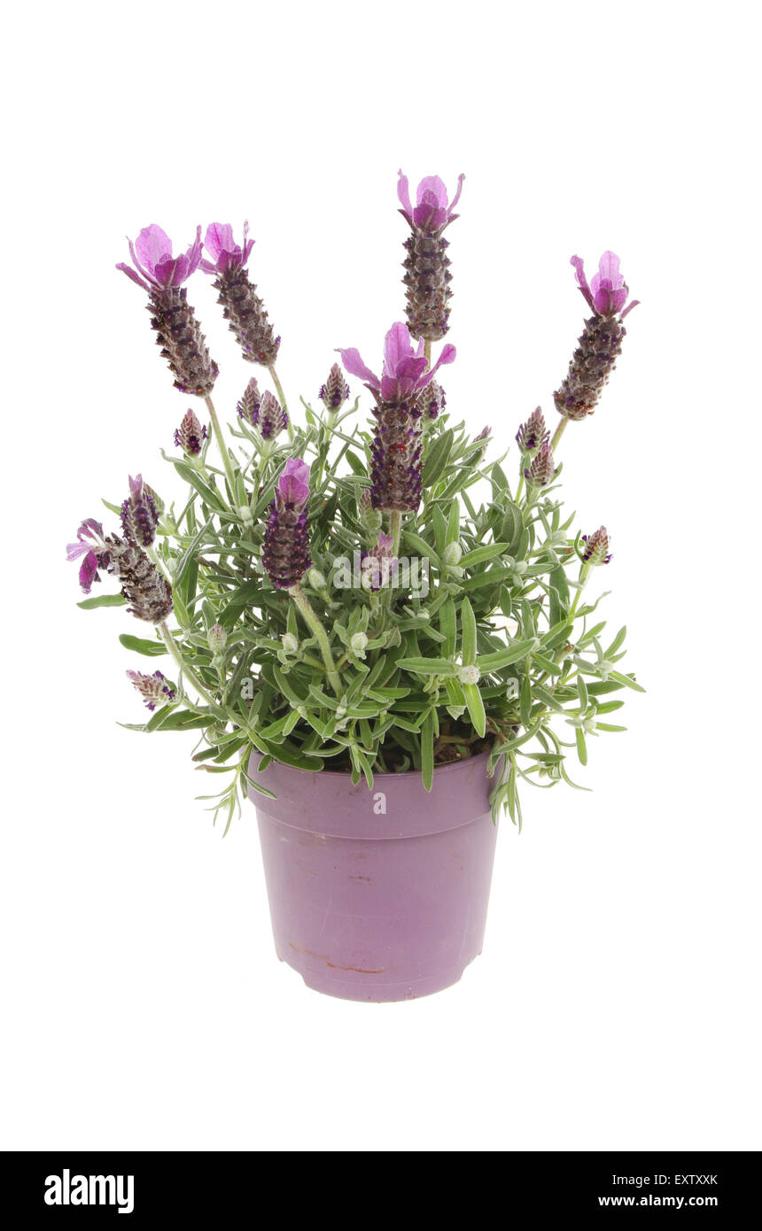 Lavender plant pot hi-res stock photography and images - Alamy