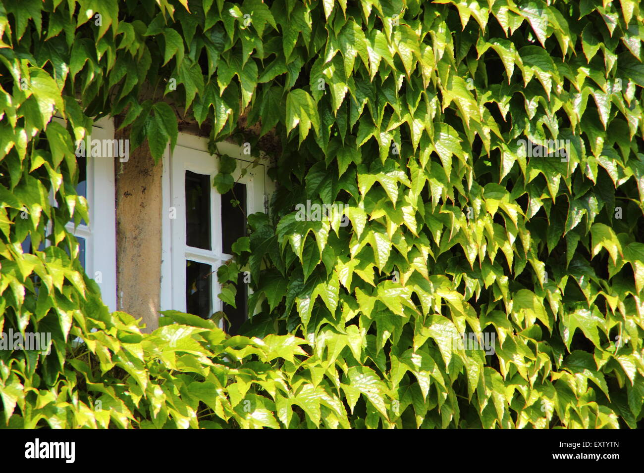 Plants around a window hi-res stock photography and images - Alamy
