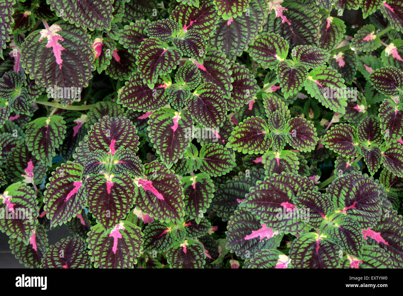 Ornamental foliage hi-res stock photography and images - Alamy