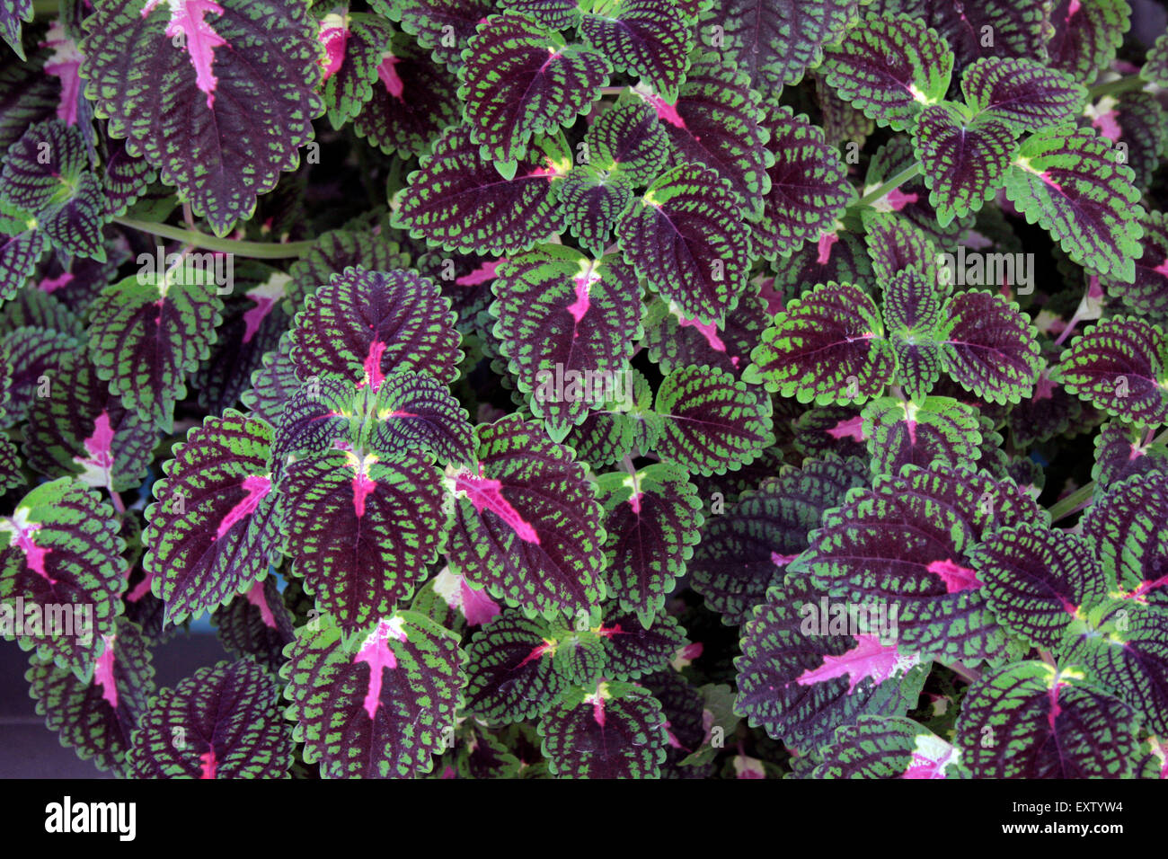 Vibrant Coleus plant foliage Stock Photo - Alamy