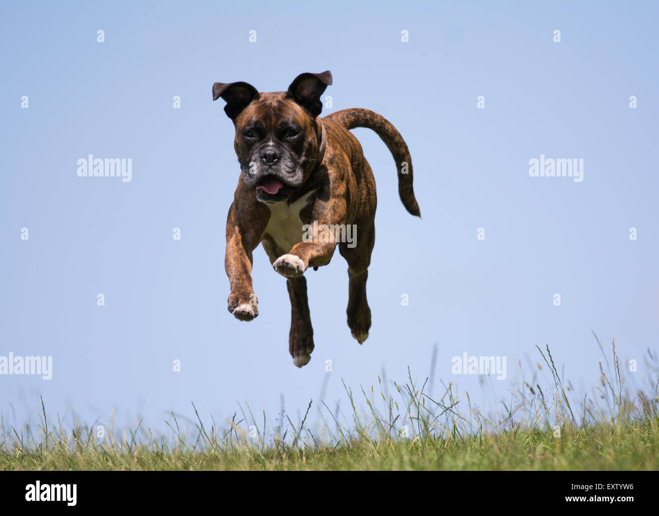 Action shot of female boxer dog in mid-air Stock Photo - Alamy
