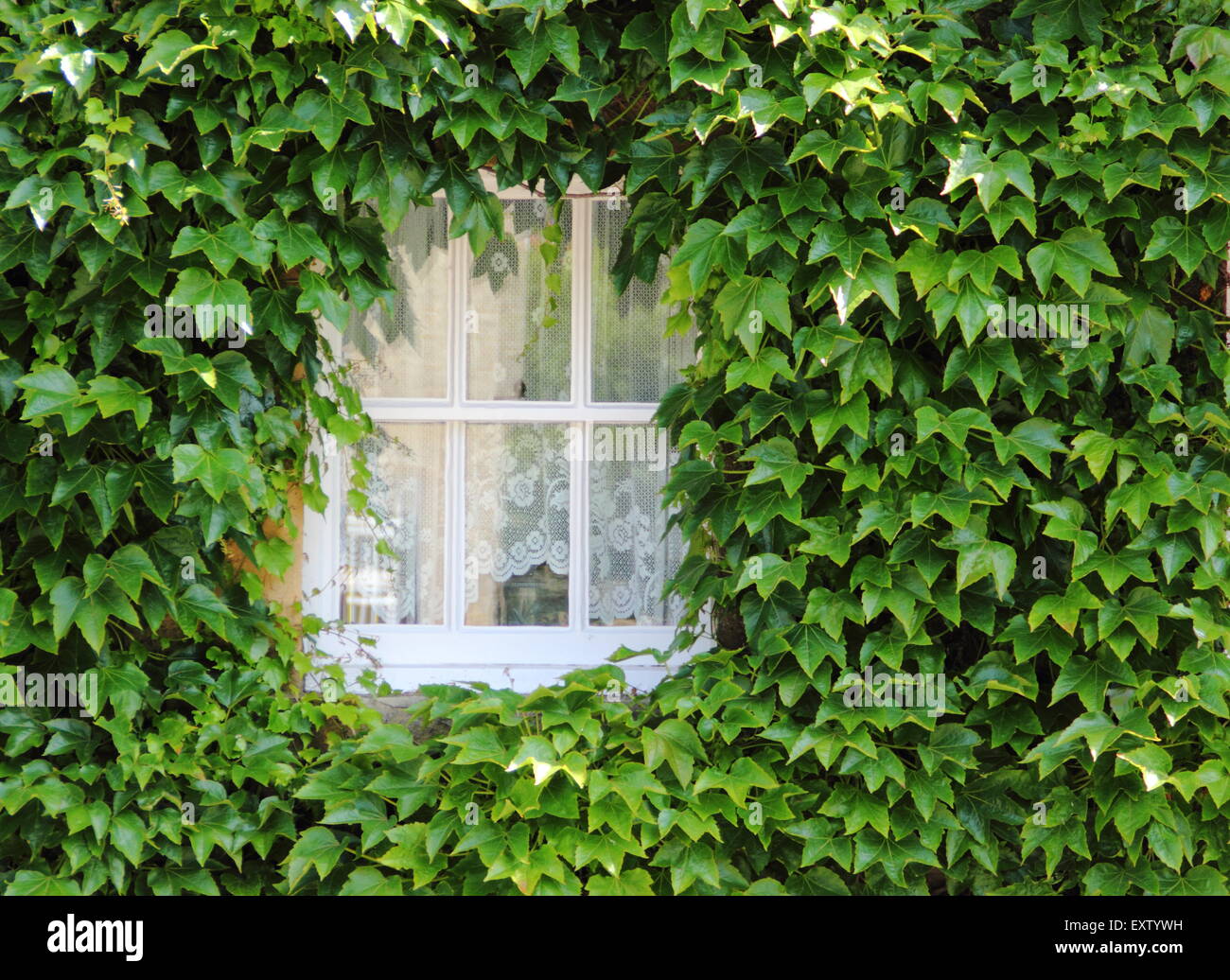 Japanese ivy hi-res stock photography and images - Alamy