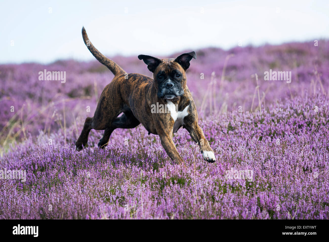 Female boxer dog playing in heather, United Kingdom Stock Photo - Alamy