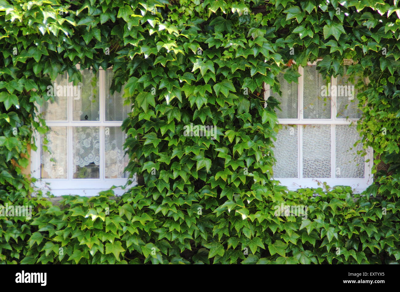 Japanese ivy hi-res stock photography and images - Alamy