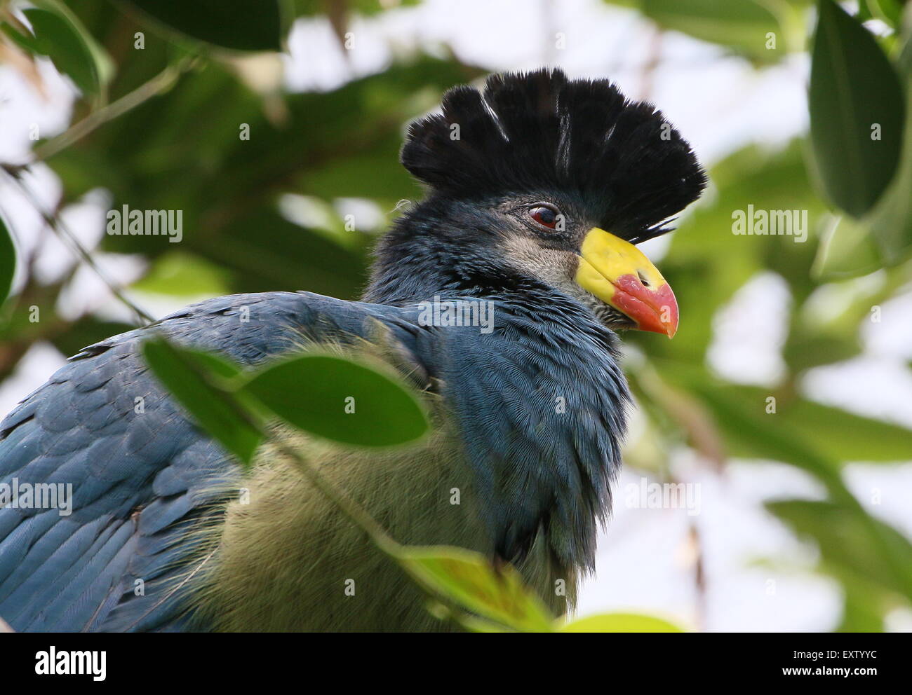 Turaco congo hi-res stock photography and images - Alamy