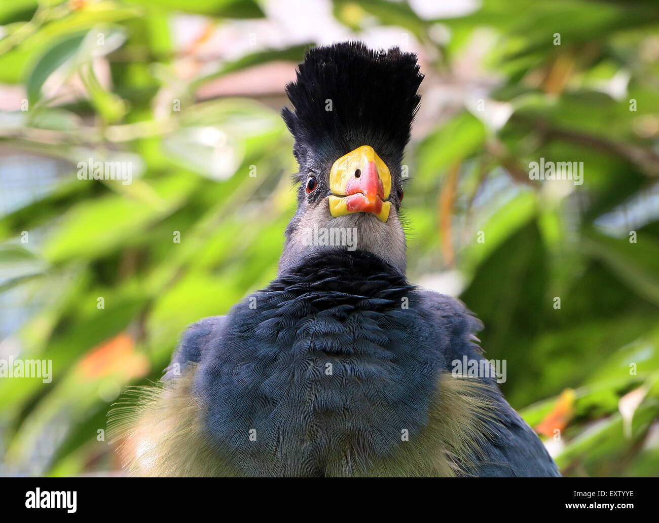 Central African Great blue turaco (Corythaeola cristata Stock Photo - Alamy