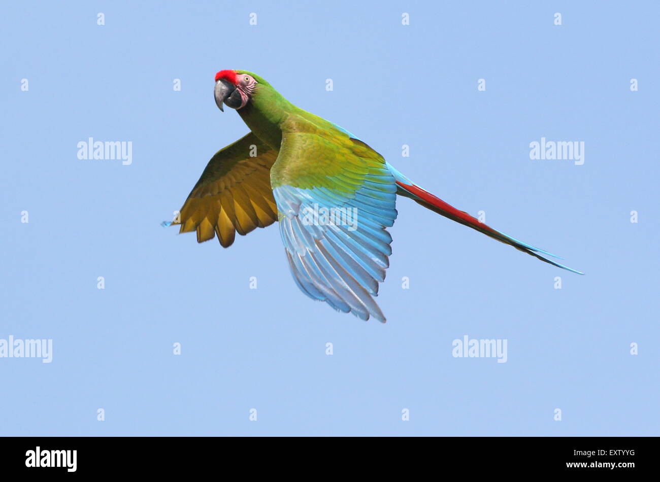 Military macaw hi-res stock photography and images - Alamy