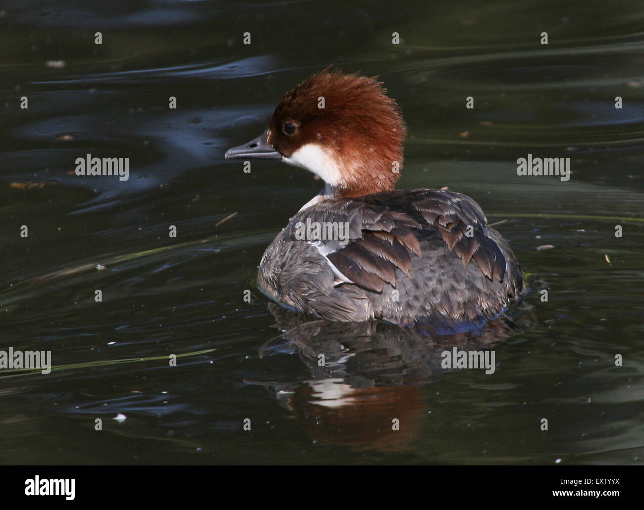 Female European Smew (Mergellus albellus), a.k.a. Redhead smew Stock ...