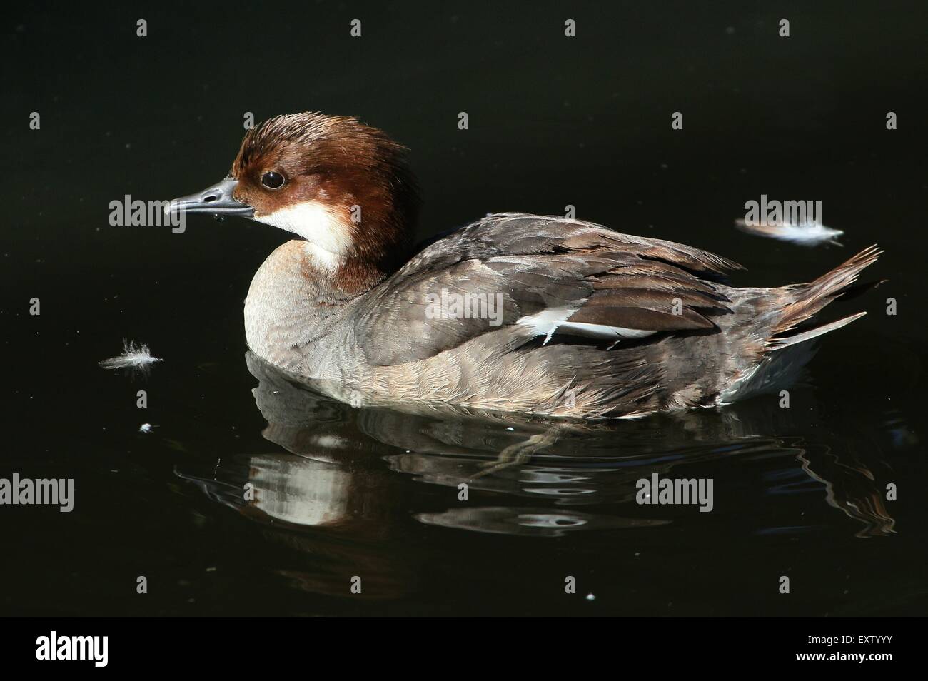 Female European Smew (Mergellus albellus), a.k.a. Redhead smew Stock ...