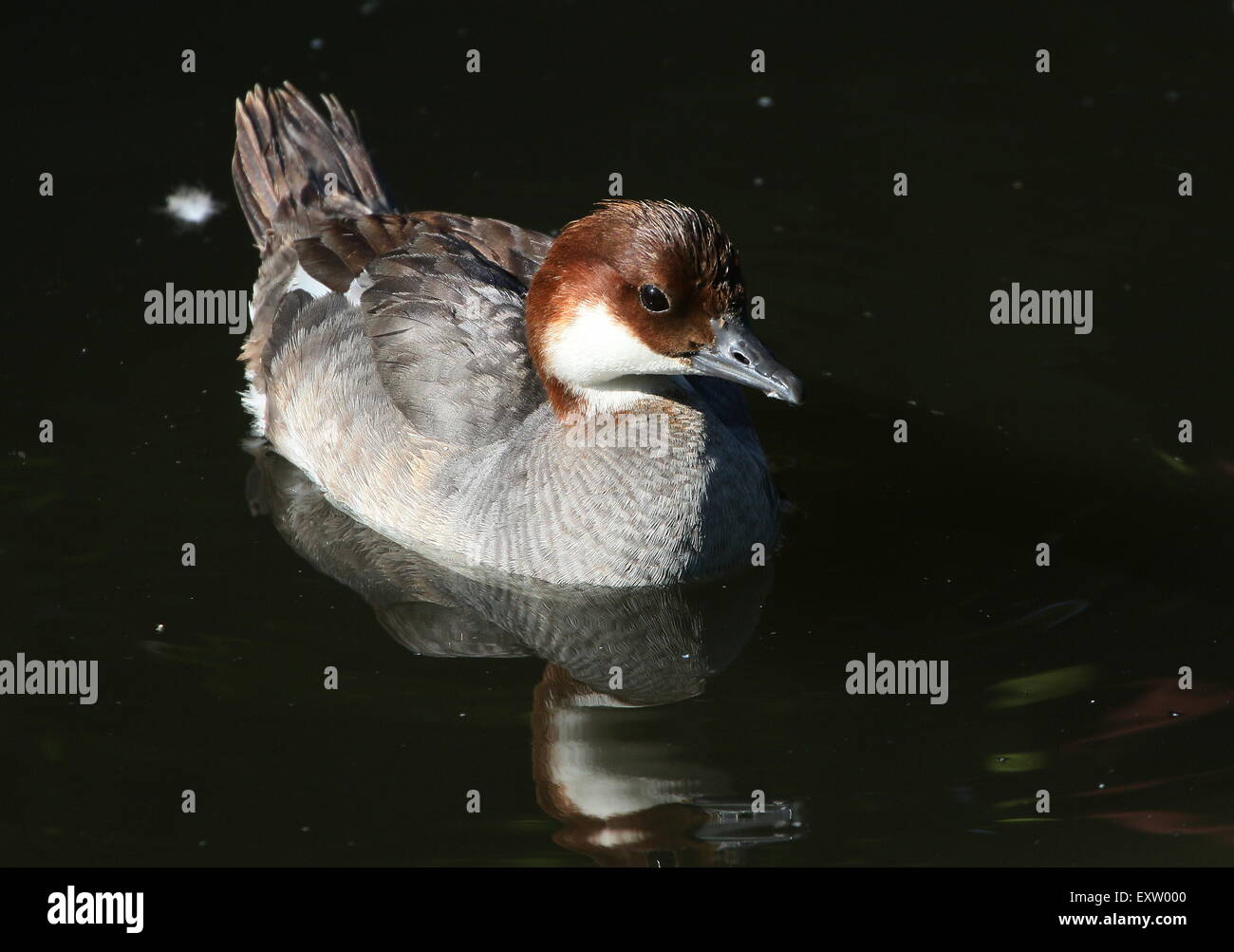 Female European Smew (Mergellus albellus), a.k.a. Redhead smew Stock ...