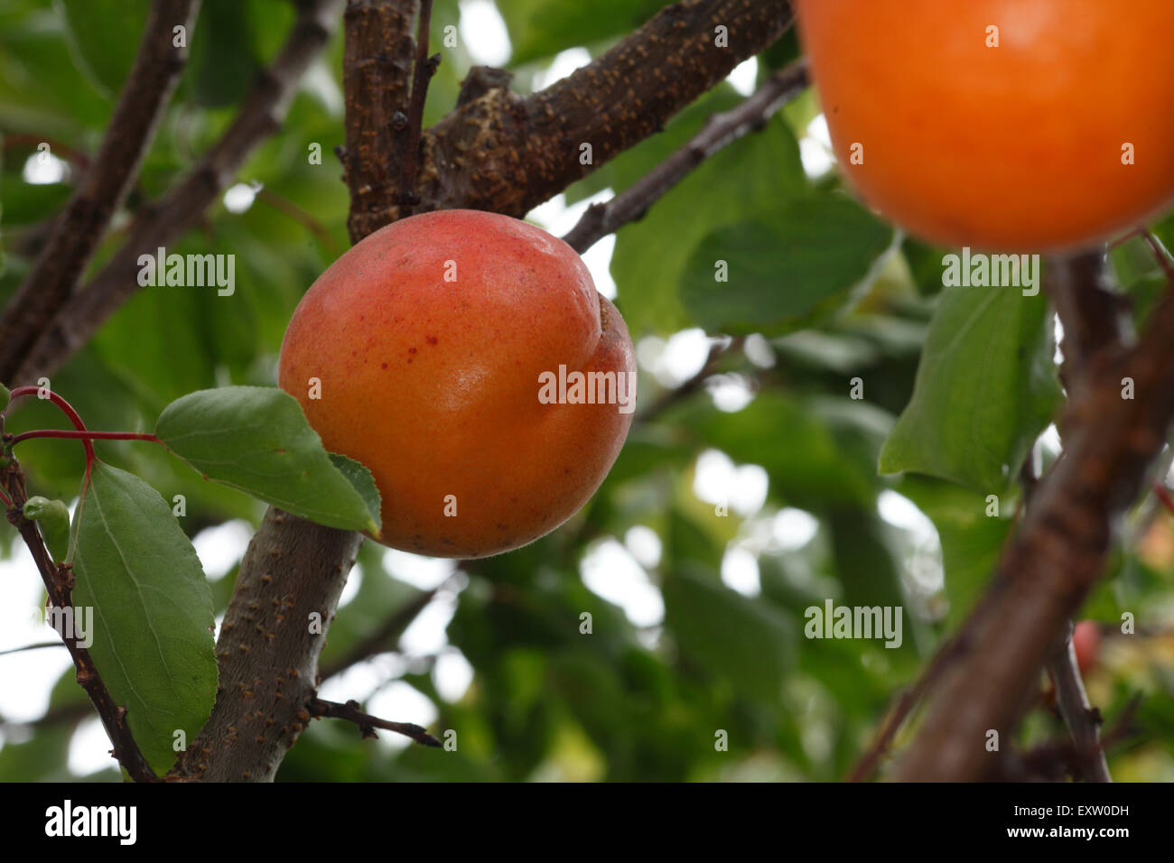 Apricot uk tree fruit hi-res stock photography and images - Alamy