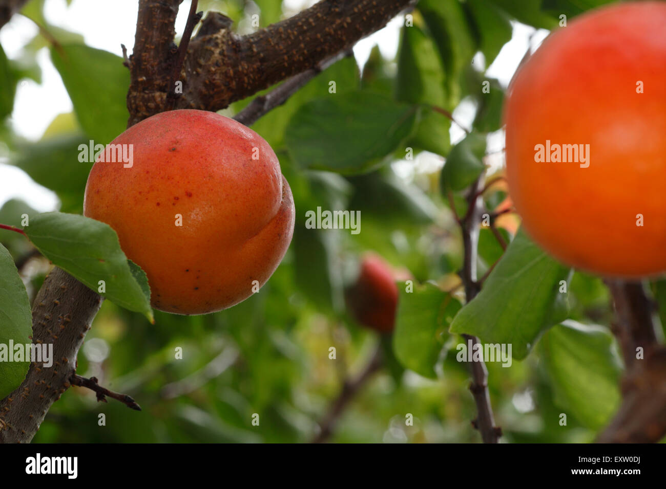 Apricot uk tree fruit hi-res stock photography and images - Alamy