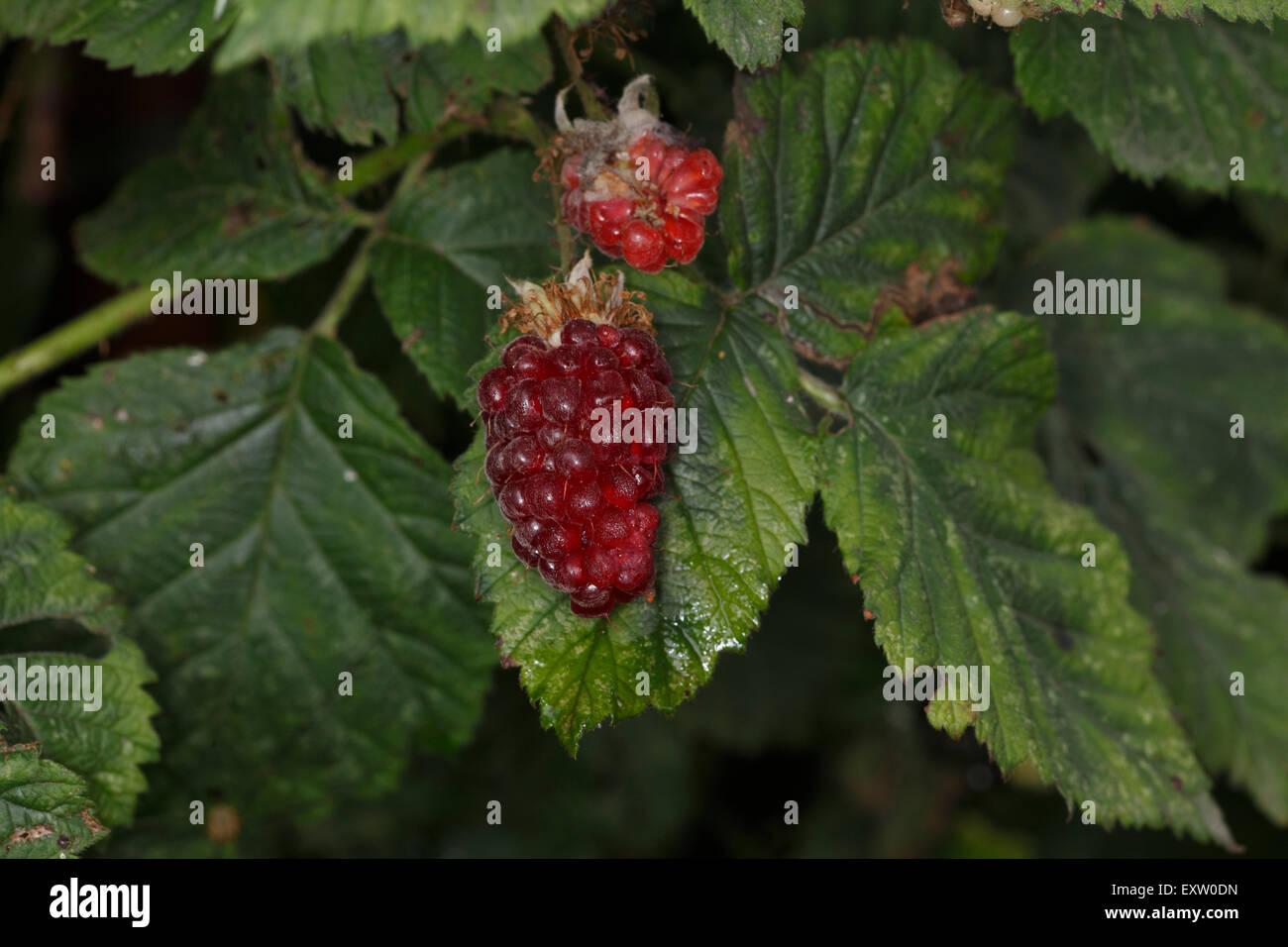 Rubus fruticosus x r idaeus hi-res stock photography and images - Alamy
