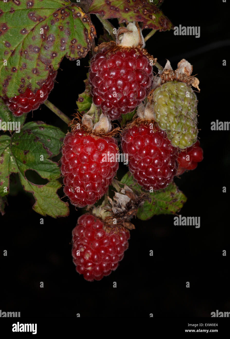 Rubus fruticosus x r idaeus hi-res stock photography and images - Alamy