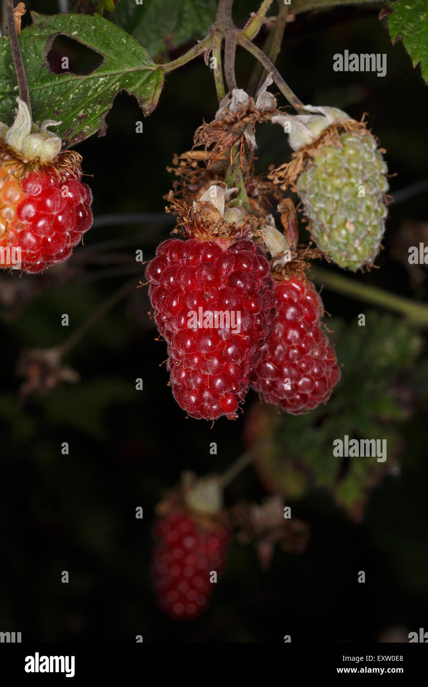 Rubus idaeus x fruticosus hi-res stock photography and images - Alamy