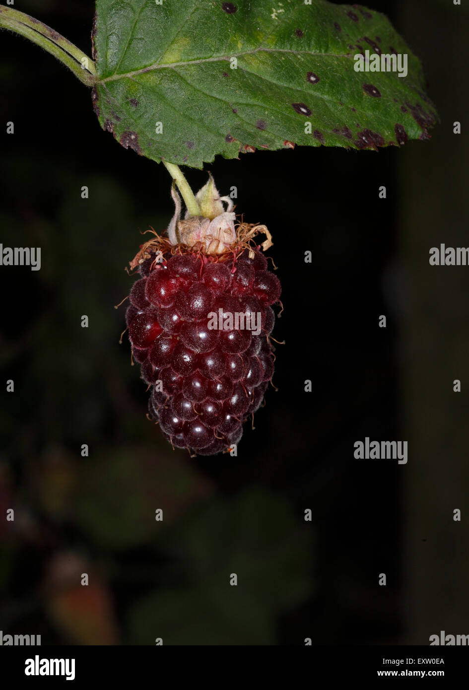 Rubus idaeus x fruticosus hi-res stock photography and images - Alamy