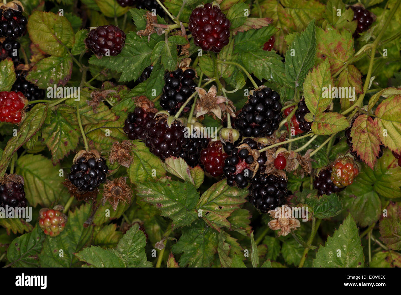 Boysenberries fruiting on trailing canes Stock Photo - Alamy
