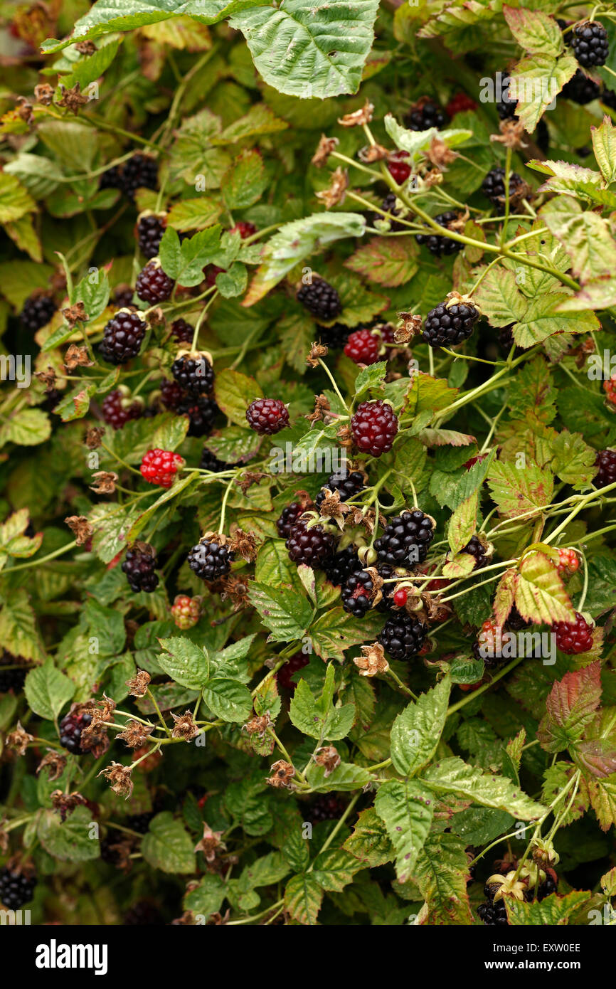 Boysenberries fruiting on trailing canes Stock Photo - Alamy