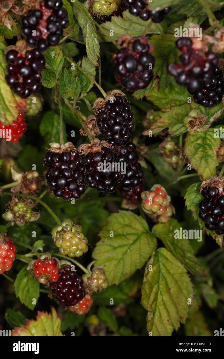 Boysenberries fruiting on trailing canes Stock Photo - Alamy