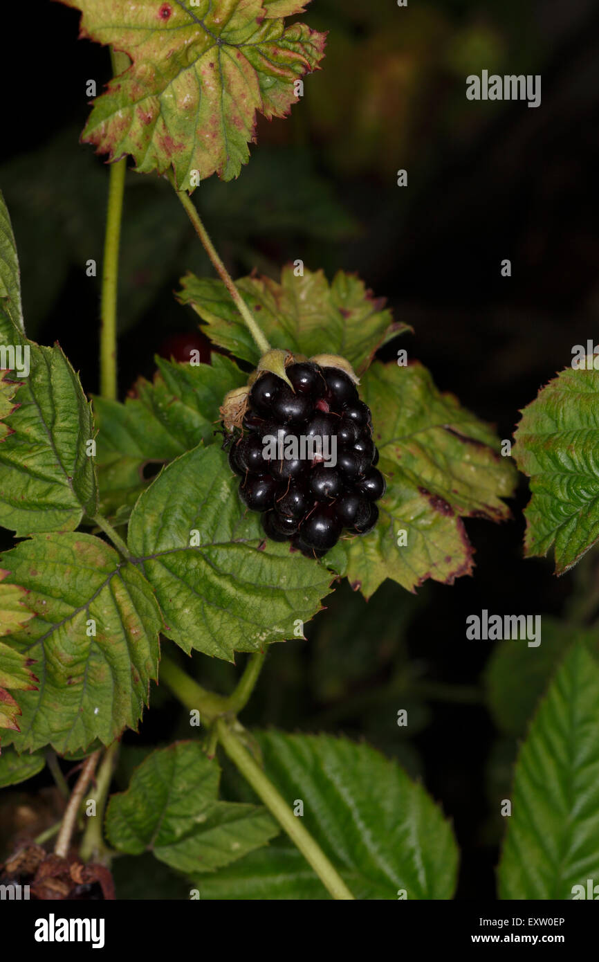 Boysenberries fruiting on trailing canes Stock Photo - Alamy