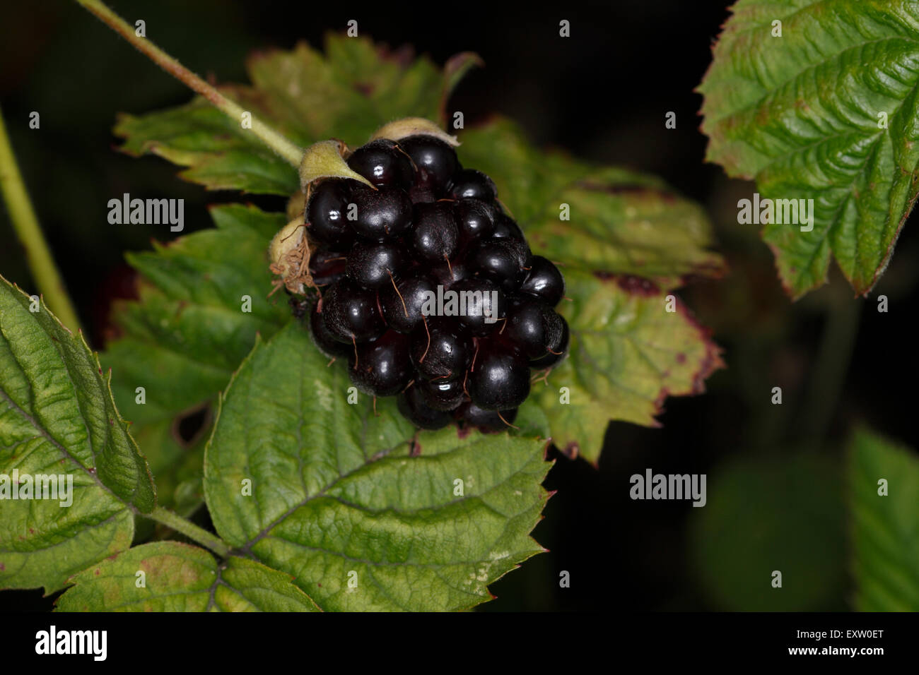 Boysenberries fruiting on trailing canes Stock Photo - Alamy