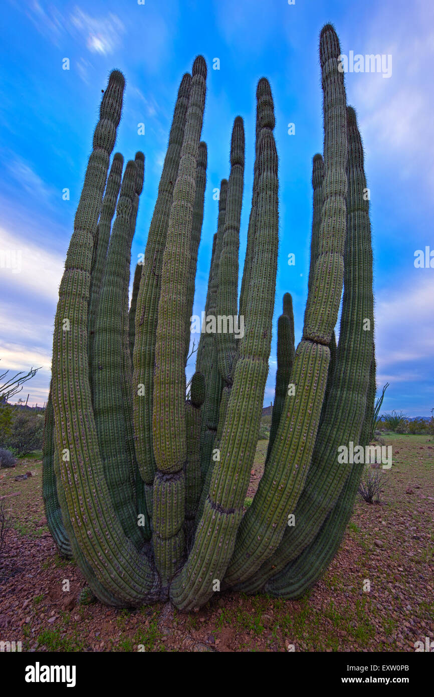 Organ Pipe Cactus, Stenocereus thurberi, in Organ Pipe National ...