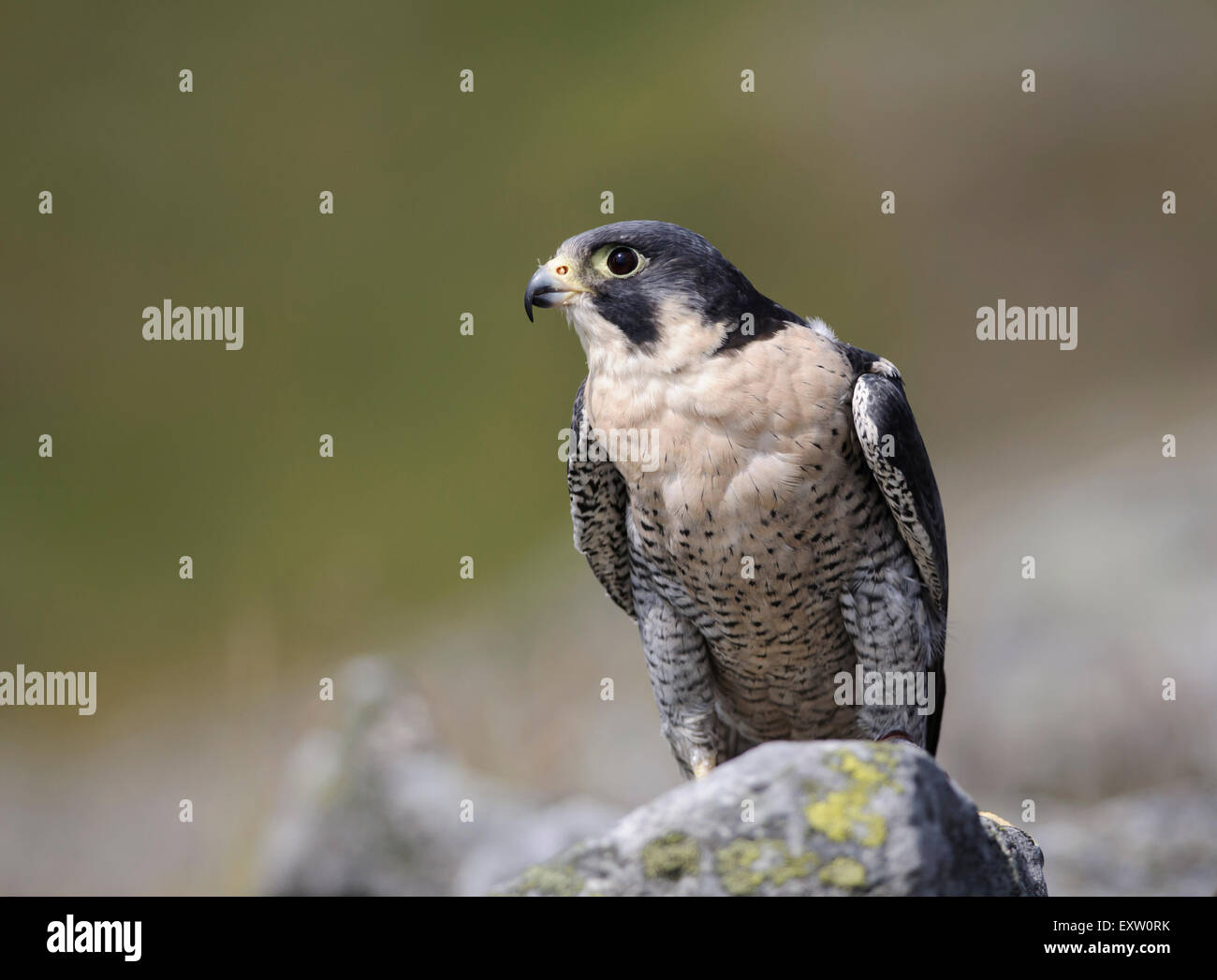 Peregrine falcon (Falco peregrinus) perched on rock Stock Photo ...