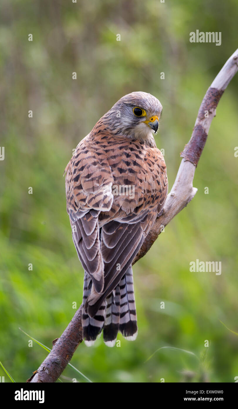 Female common kestrel (falco tinnunculus) perched on twig, United ...