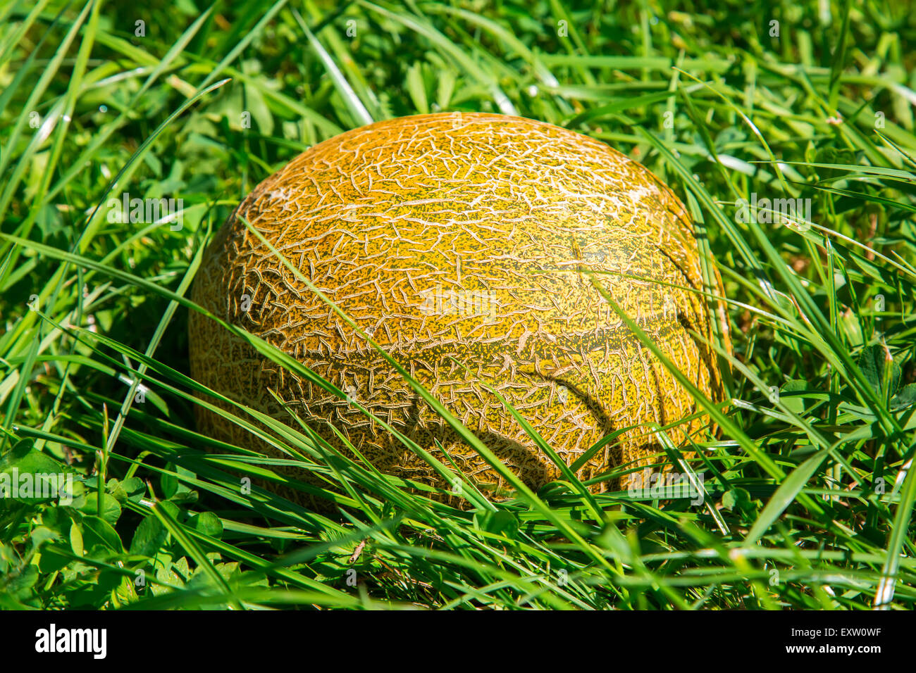 Melon on green grass, outdoors Stock Photo - Alamy