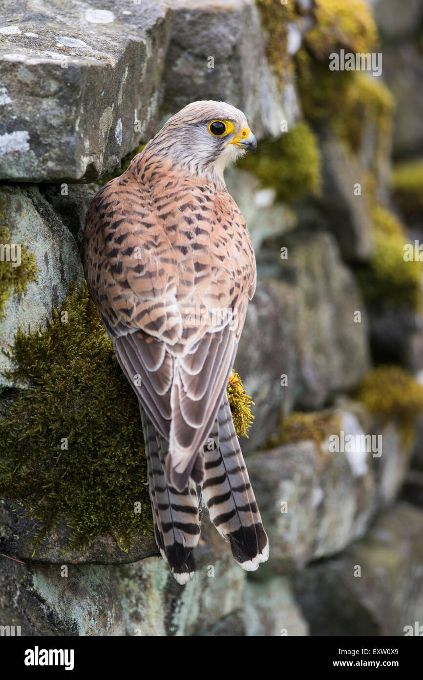 Female common kestrel (falco tinnunculus) perched on dry-stone wall ...