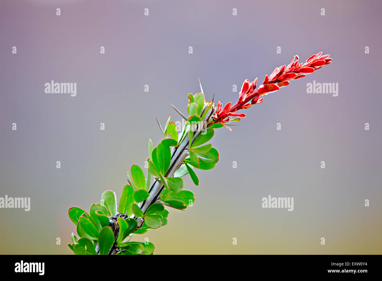 Ocotillo Plant Close Up