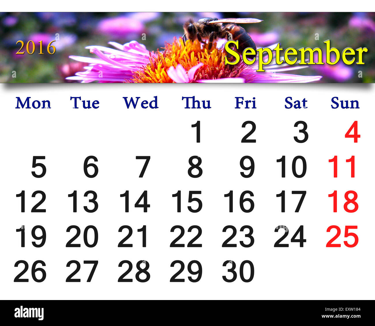 calendar for September 2016 with the ribbon of bee on the pink asters ...