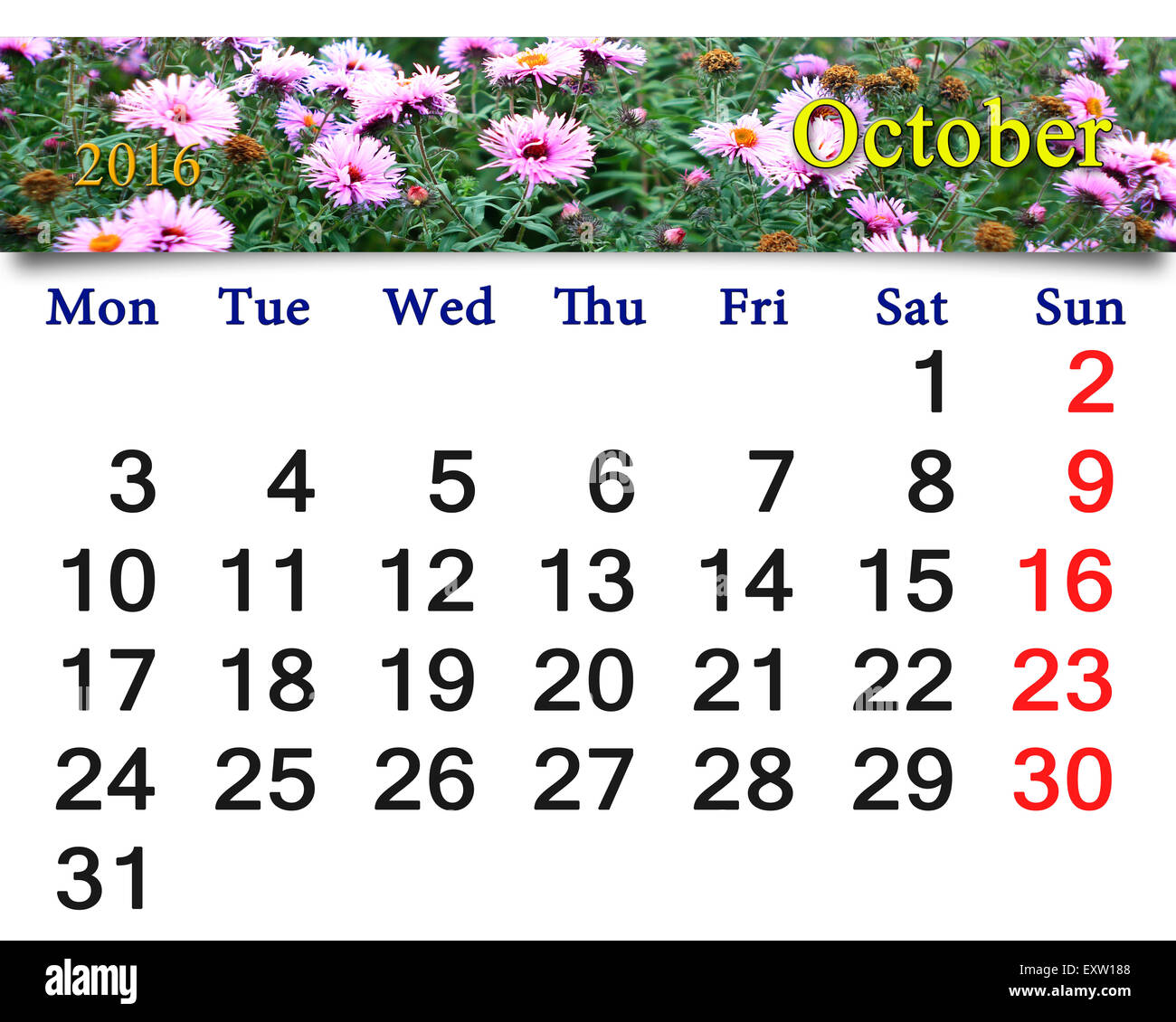 calendar for October 2016 with the ribbon of the pink asters Stock ...