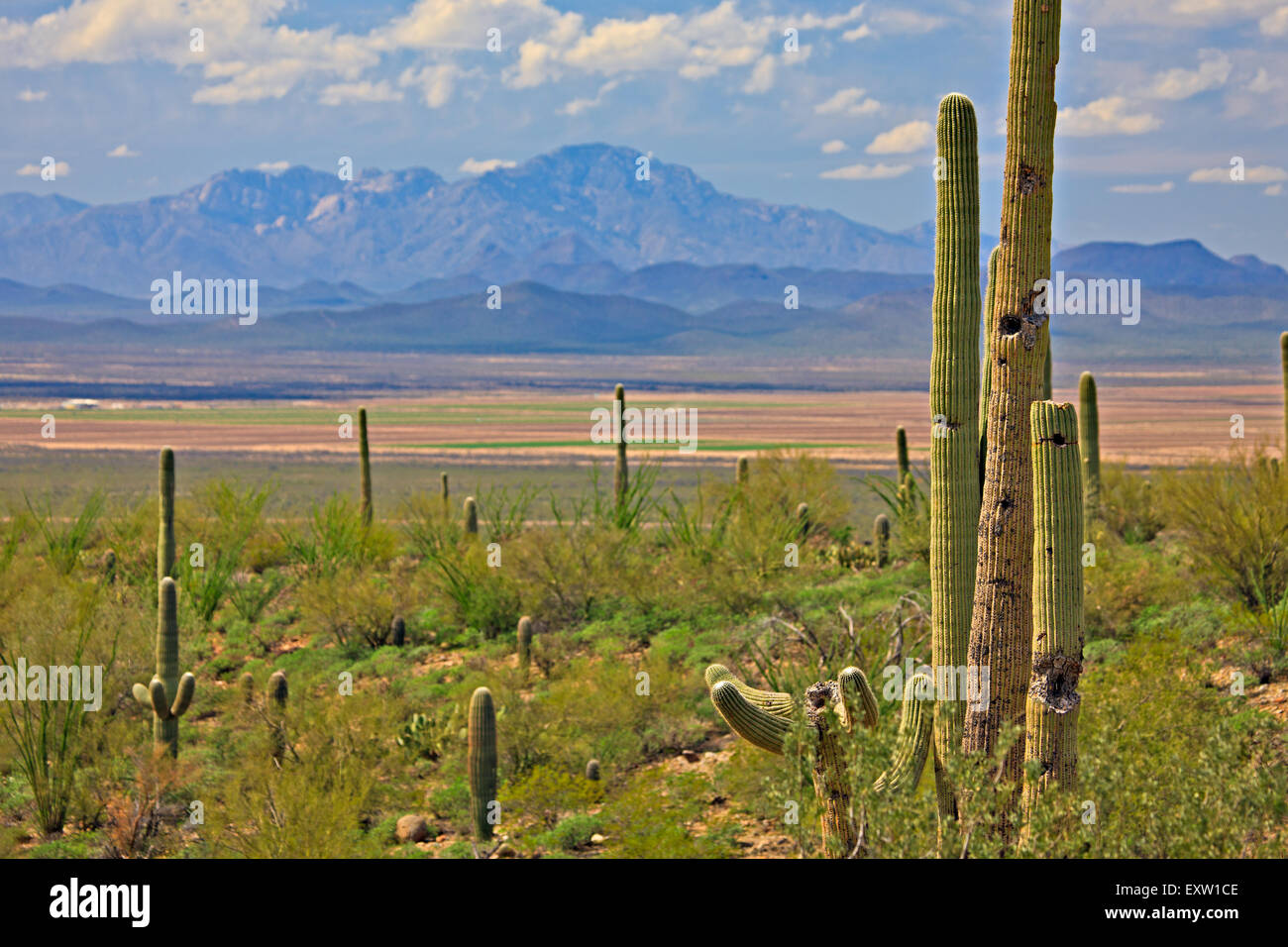 Desert landscape with Saguaros seen from Arizona-Sonora Desert Museum ...