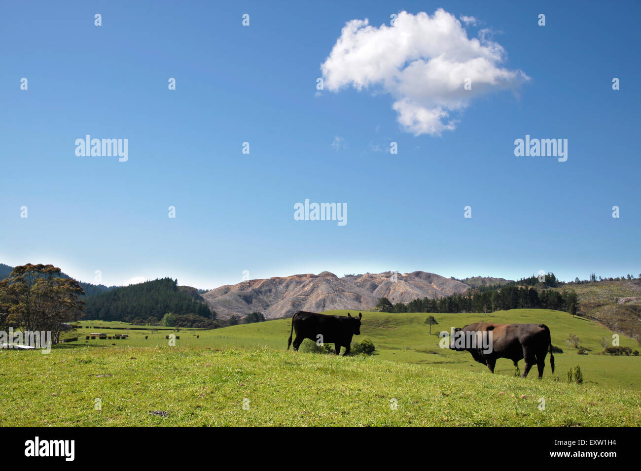 Cow farm new zealand hi-res stock photography and images - Alamy