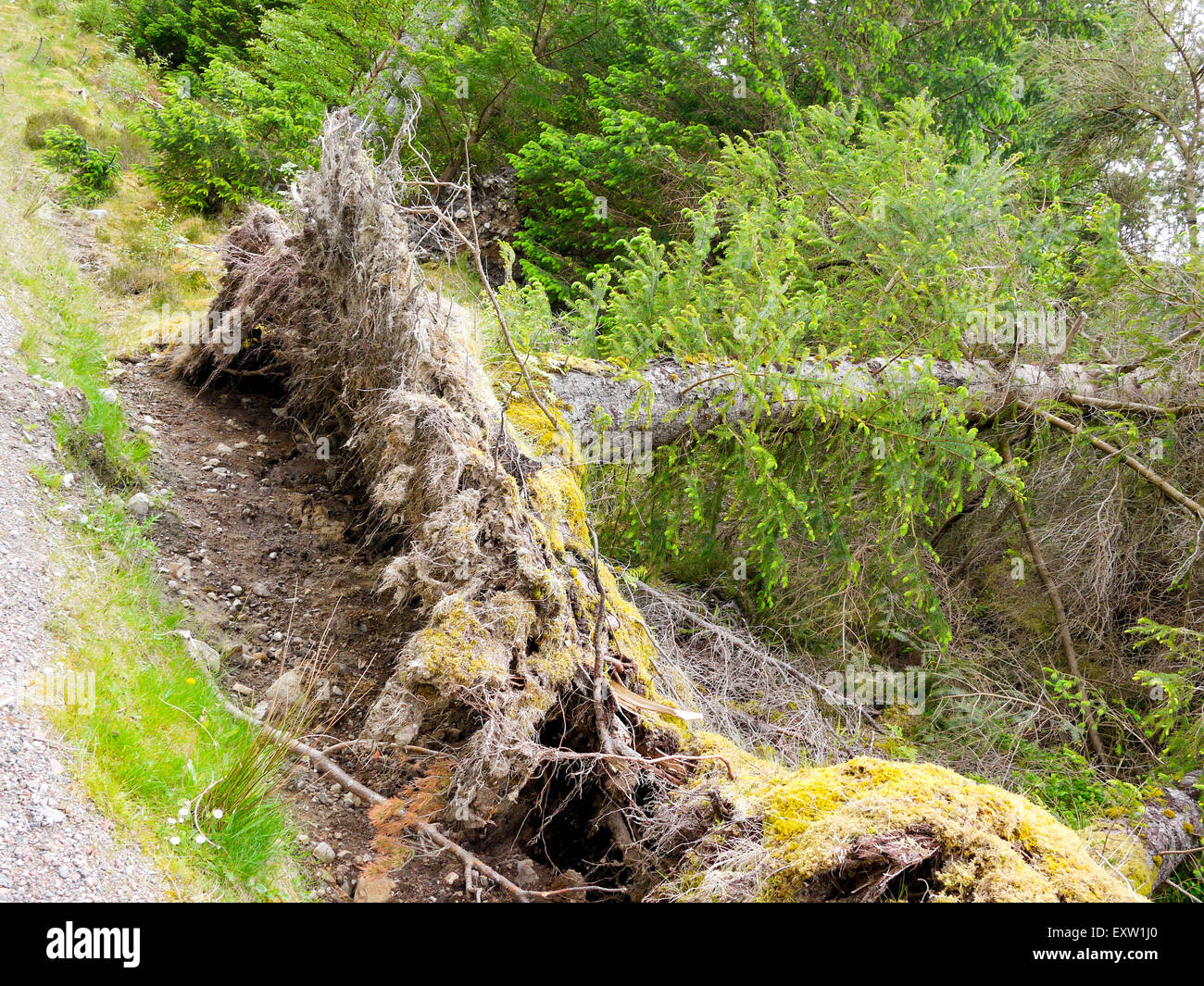 Uprooted pine tree, Scotland, UK Stock Photo - Alamy