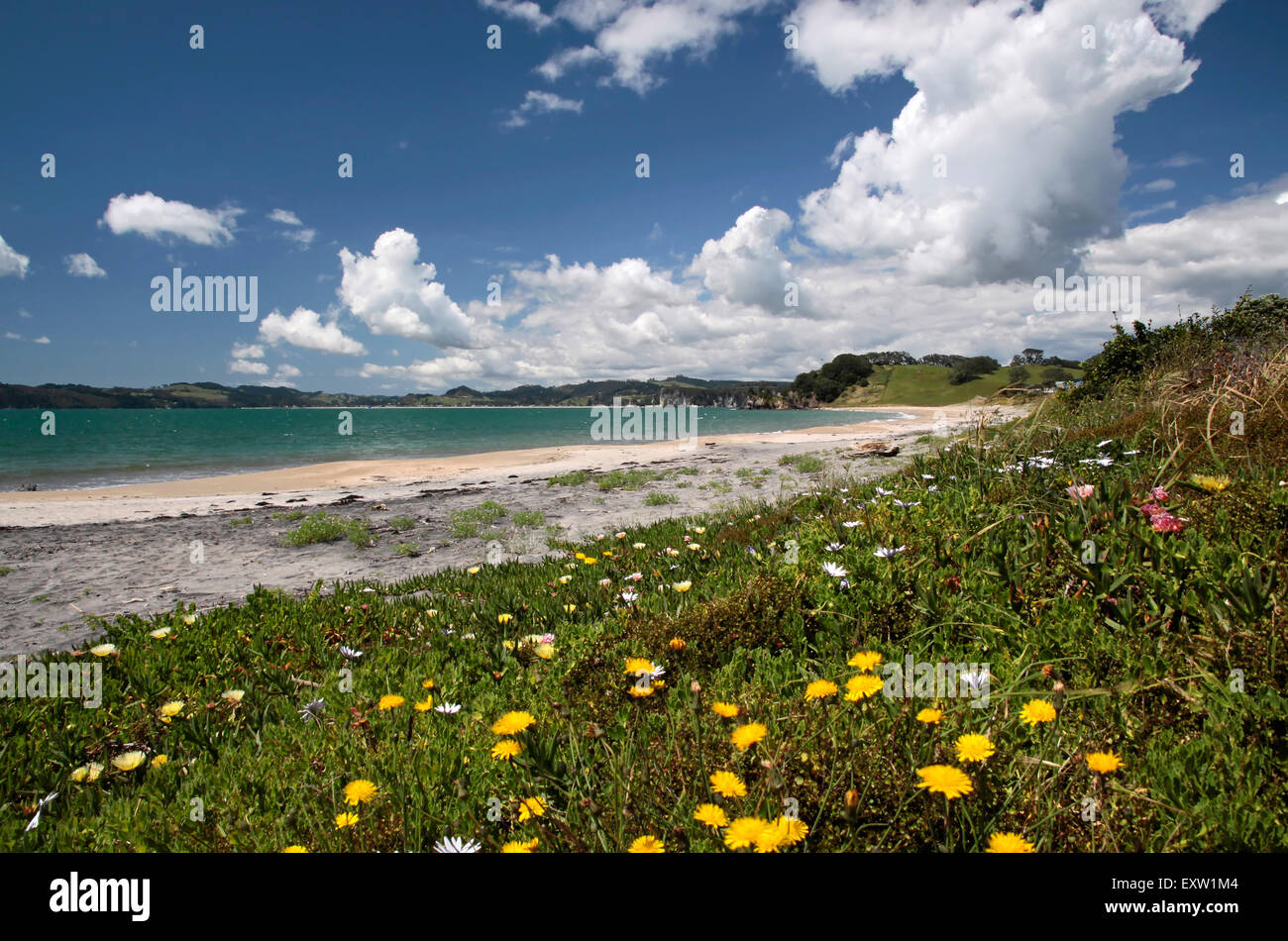 Coromandel beach new zealand hi-res stock photography and images - Alamy
